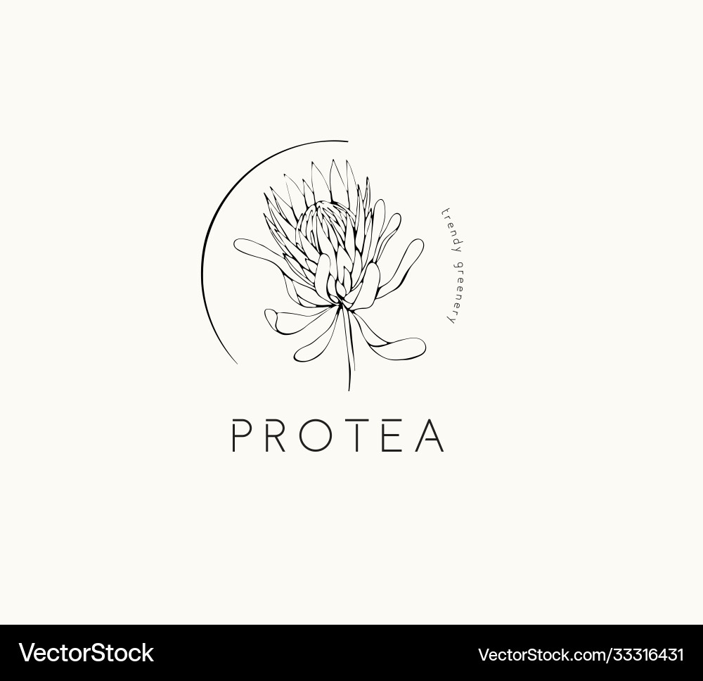 Protea Logo Vector Images (over 160)
