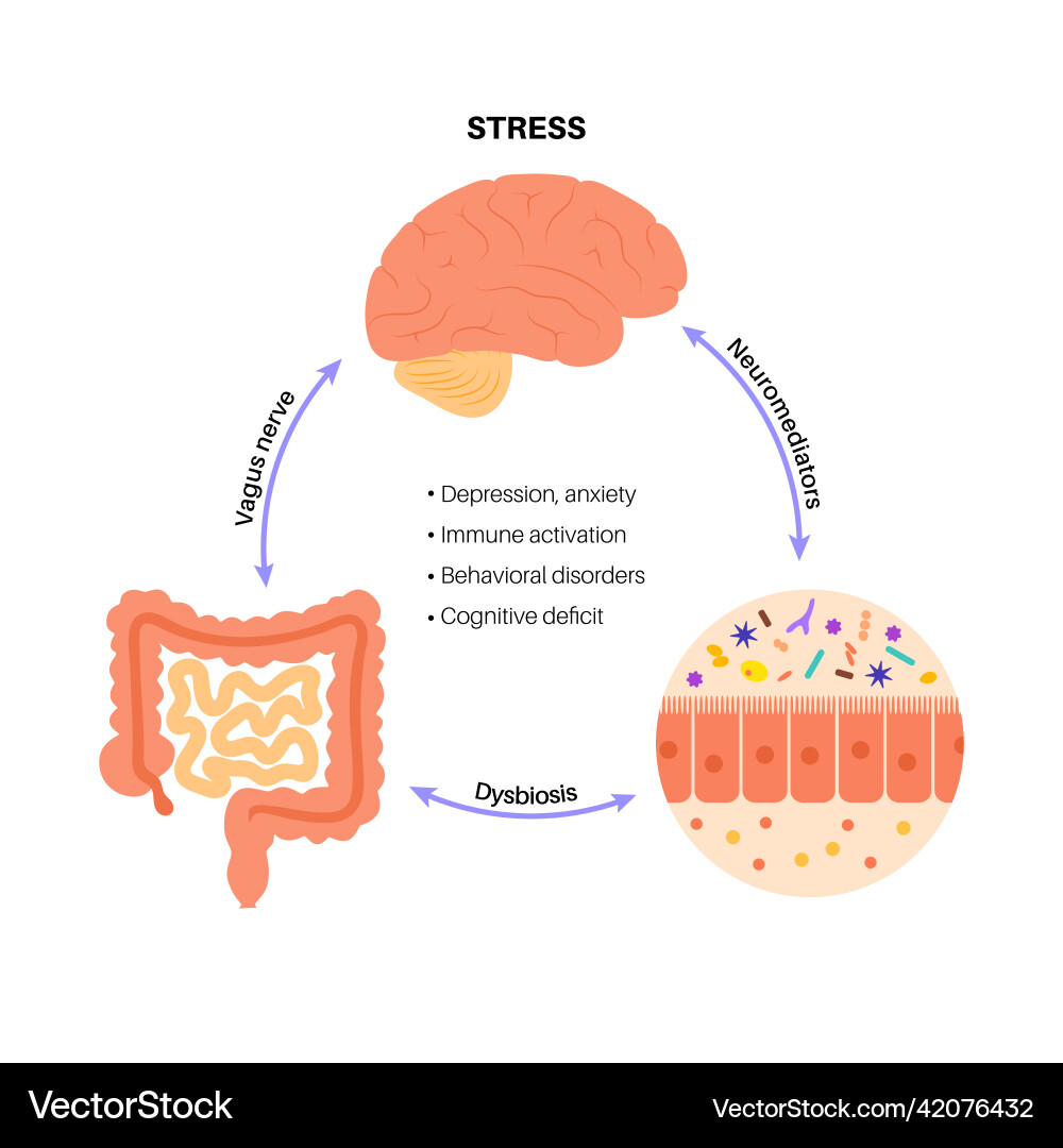 Gut-Brain Axis & Microbiota Royalty Free Vector Image