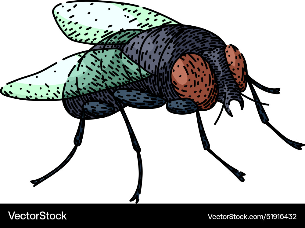 Vintage fly sketch hand drawn Royalty Free Vector Image