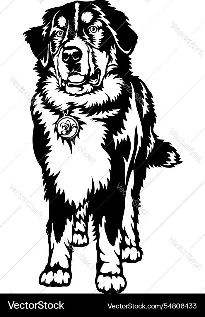 Bernese mountain dog breed - pet cut file Vector Image