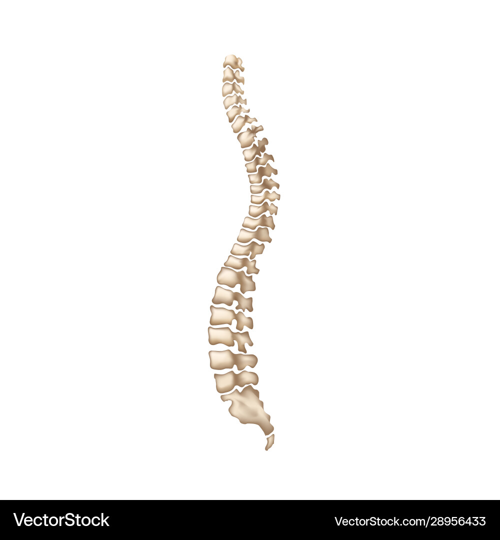 Detailed Human Spine Anatomy Royalty Free Vector Image