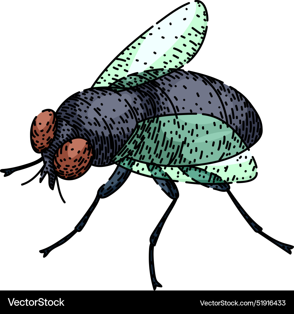 Insect fly sketch hand drawn Royalty Free Vector Image