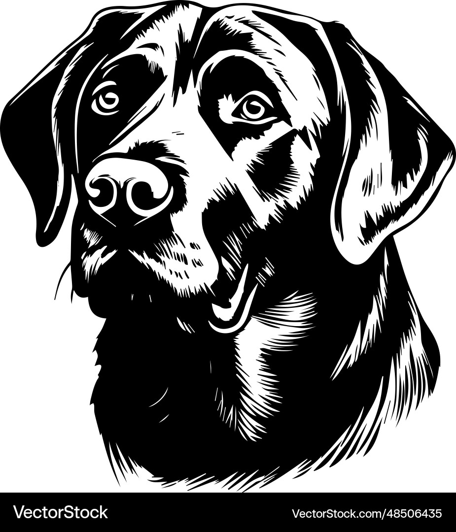 Black and white of a labrador Royalty Free Vector Image