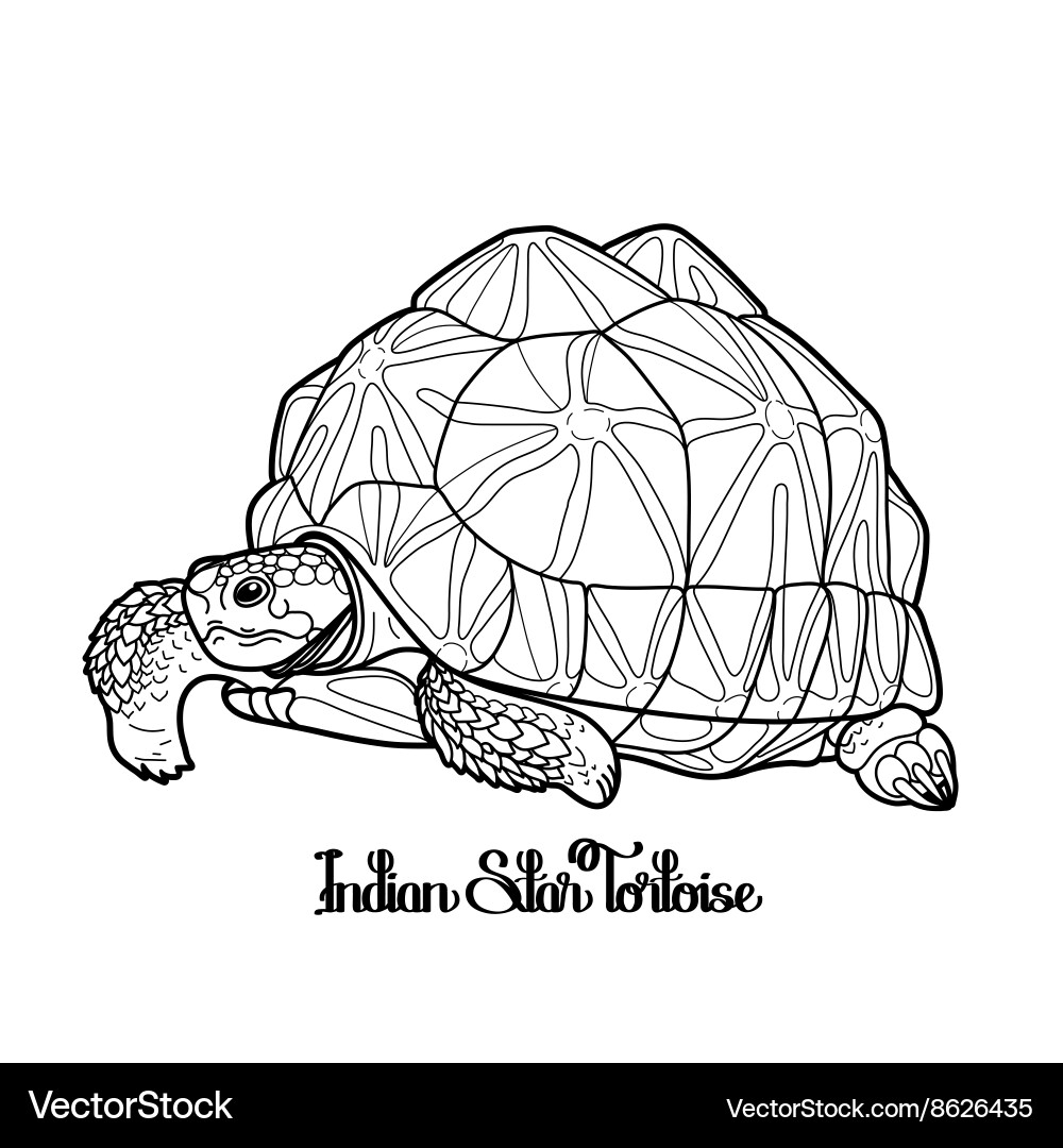 Indian star tortoise Royalty Free Vector Image