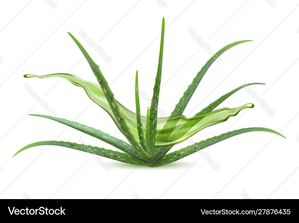 Realistic aloe vera with transparent splash Vector Image