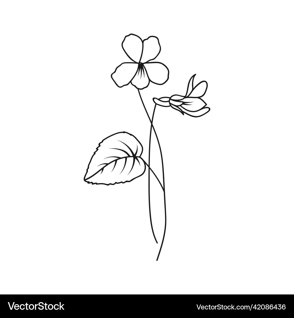 Violet february birth month flower Royalty Free Vector Image