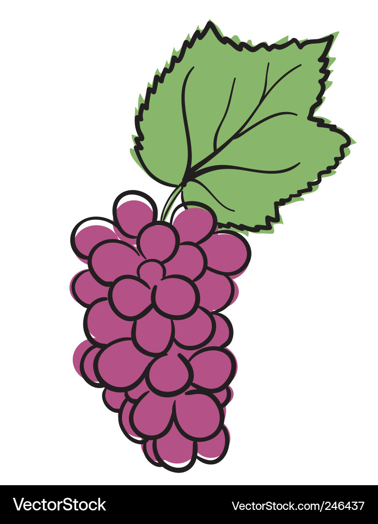 Grape Royalty Free Vector Image - VectorStock
