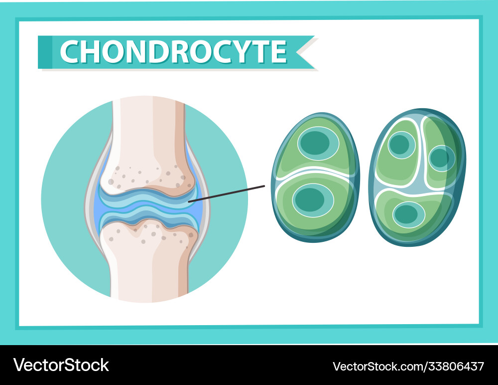 Informative poster chondrocyte Royalty Free Vector Image