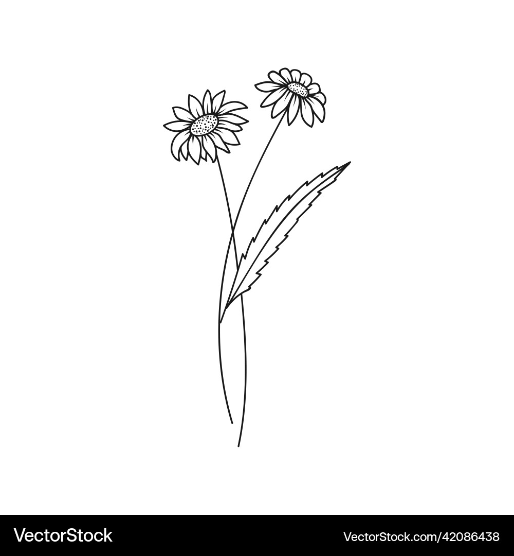 Daisy april birth month flower Royalty Free Vector Image