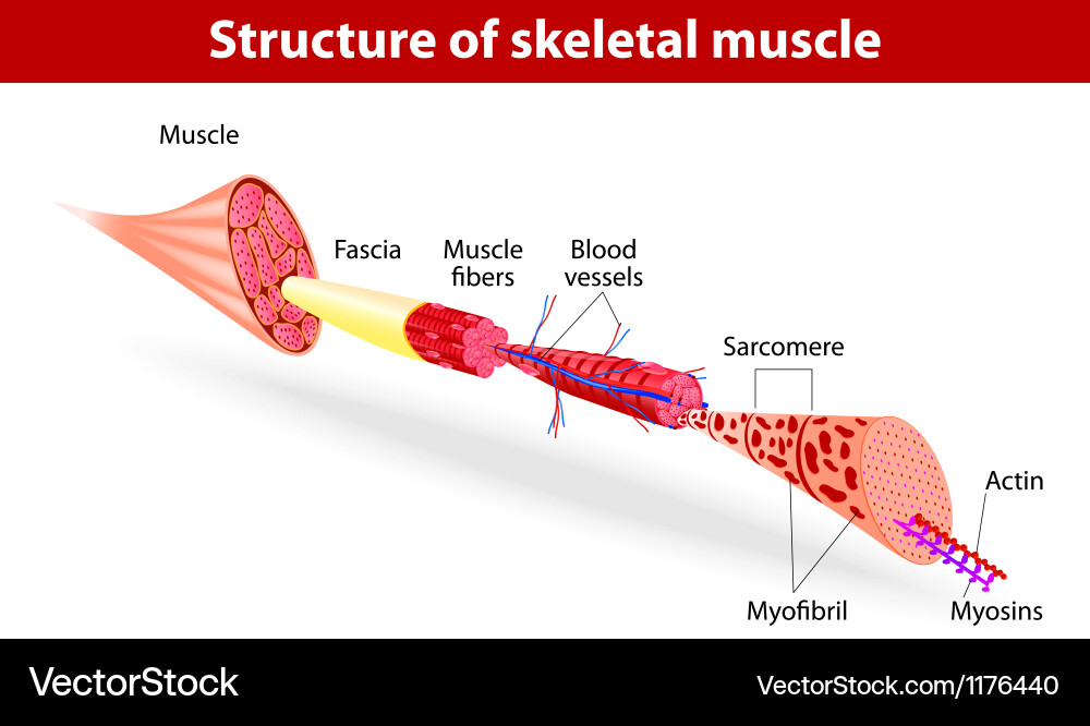 Structure of skeletal muscle Royalty Free Vector Image