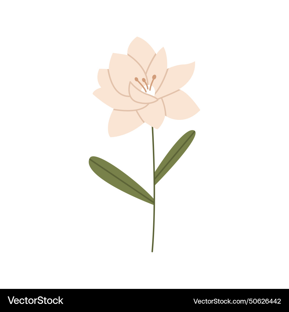 Peony flower Royalty Free Vector Image - VectorStock
