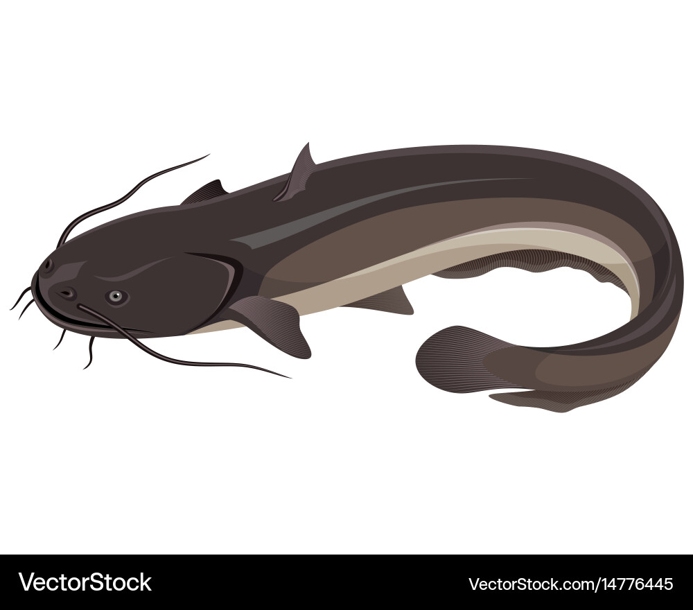 Big freshwater catfish Royalty Free Vector Image