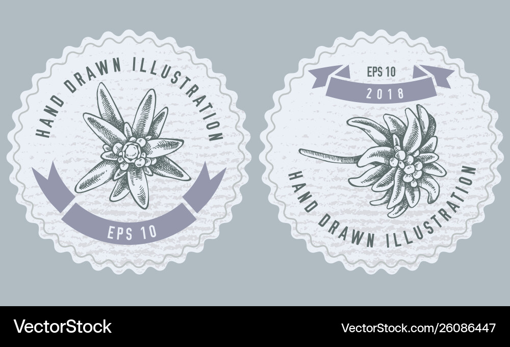 Edelweiss Floral Labels Royalty Free Vector Image