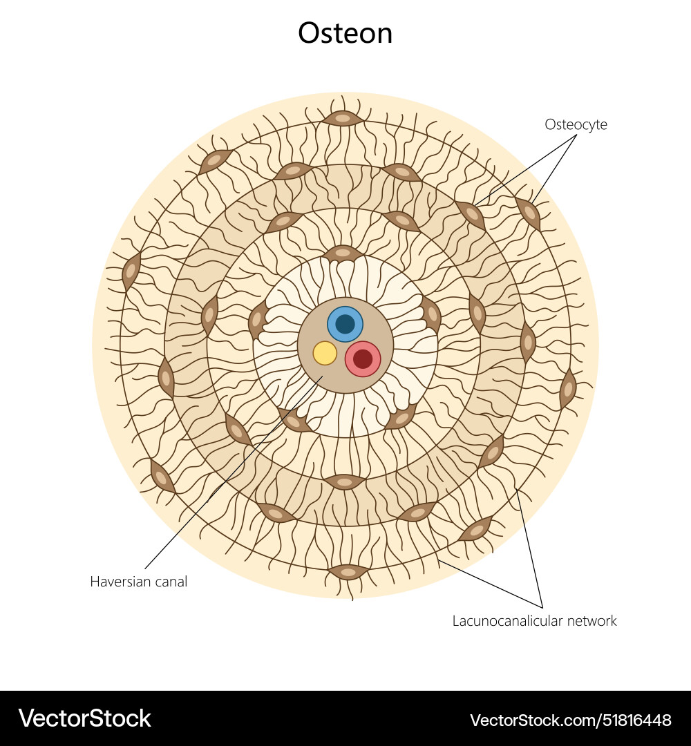 Osteon structure diagram medical science Vector Image