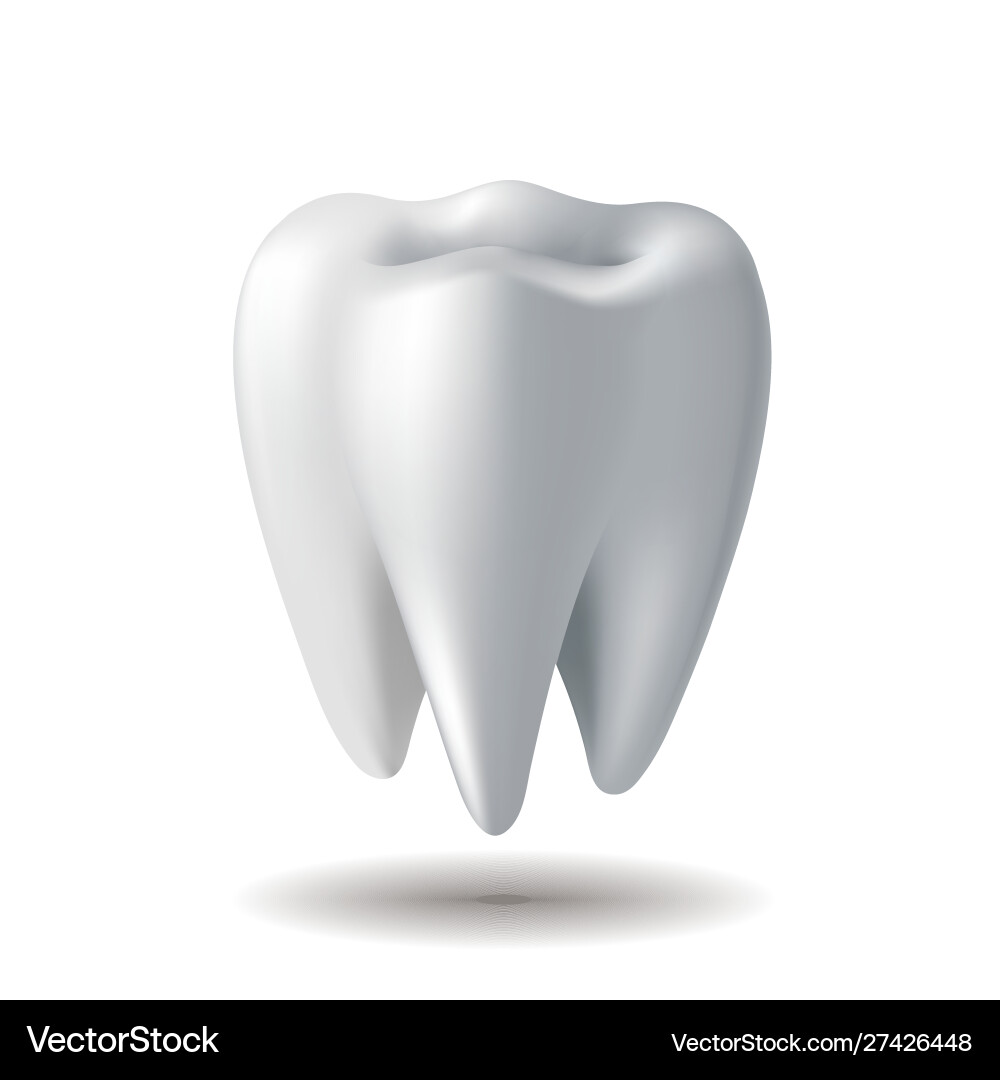 Realistic white tooth isolated on background Vector Image