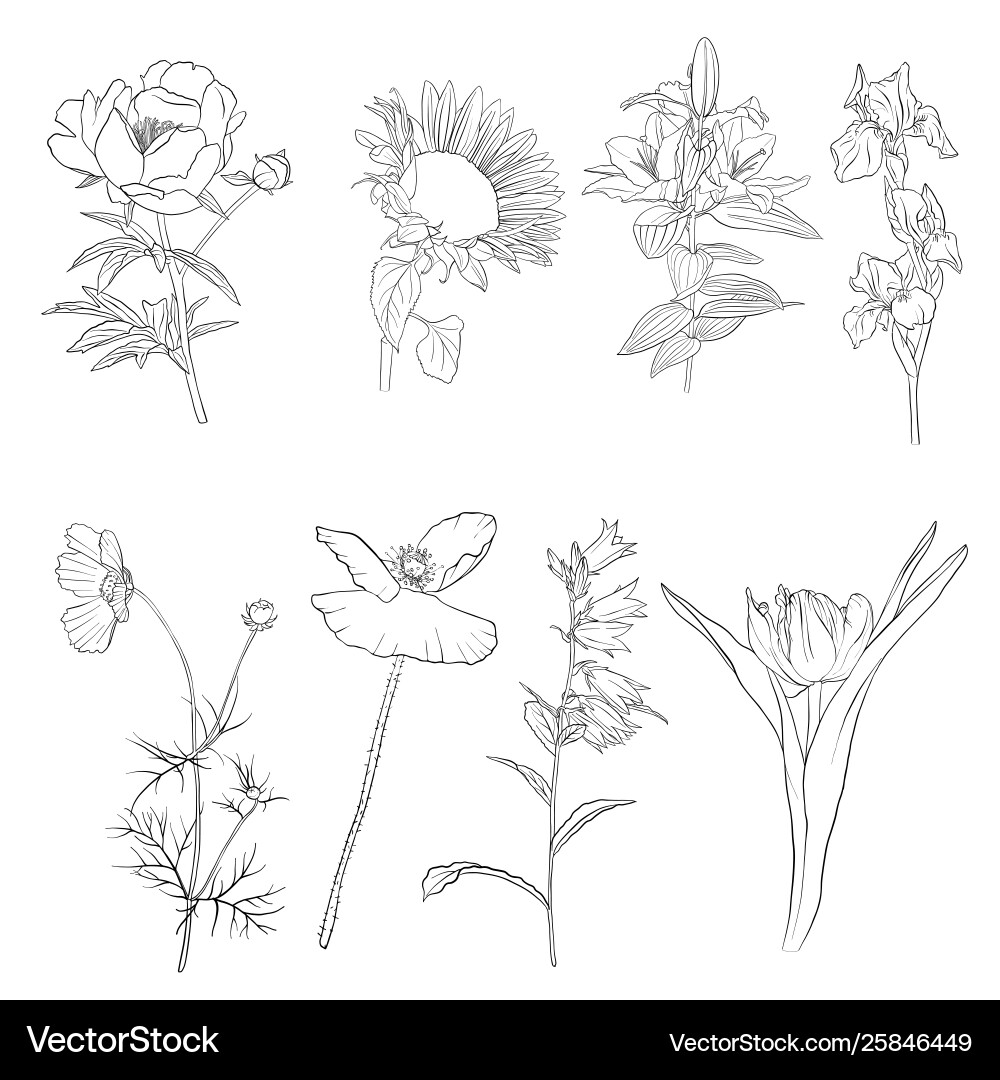 Drawing flowers Royalty Free Vector Image - VectorStock