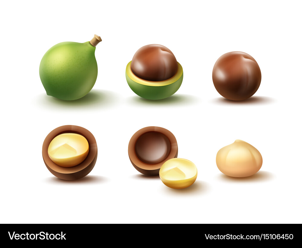 Macadamia Nuts Collection Royalty Free Vector Image