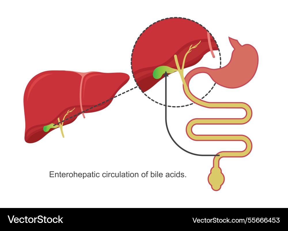 Enterohepatic circulation of bile Royalty Free Vector Image