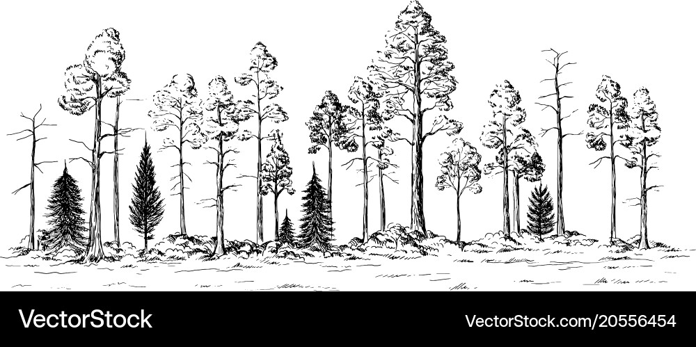 Panoramic view of the forest from different trees Vector Image