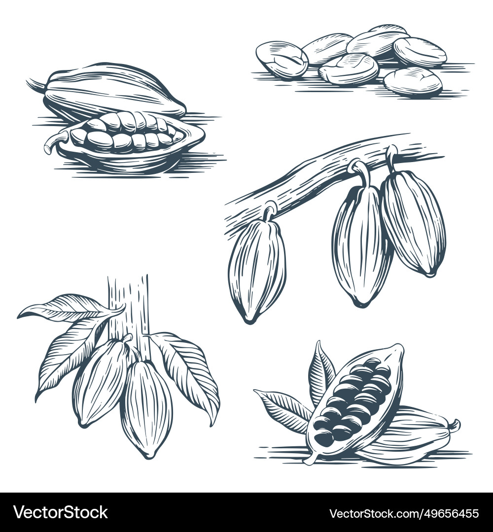 Set of hand drawing cocoa beans Royalty Free Vector Image
