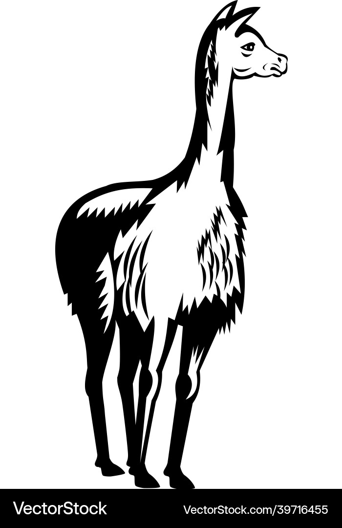 Vicuna or vicugna front view retro woodcut black Vector Image
