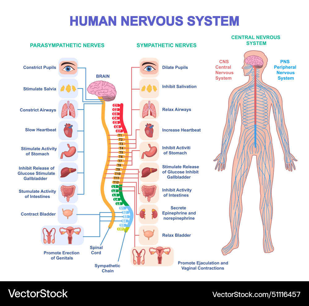 menschliches Nervensystem Diagramm Lizenzfreies Vektorbild