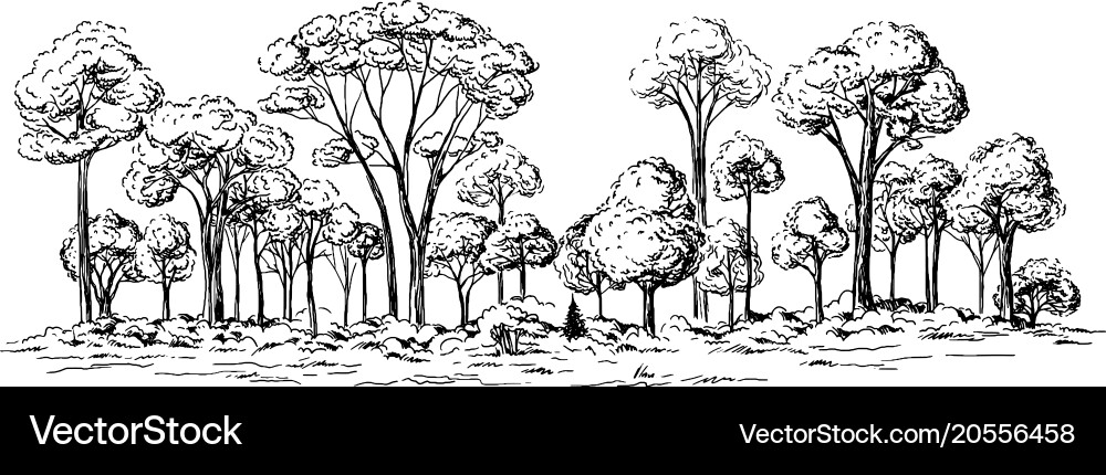 Panoramic view of the forest from deciduous trees Vector Image