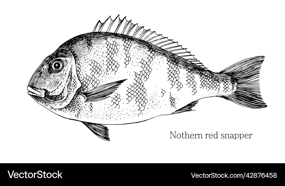 Red snapper hand drawn realistic Royalty Free Vector Image