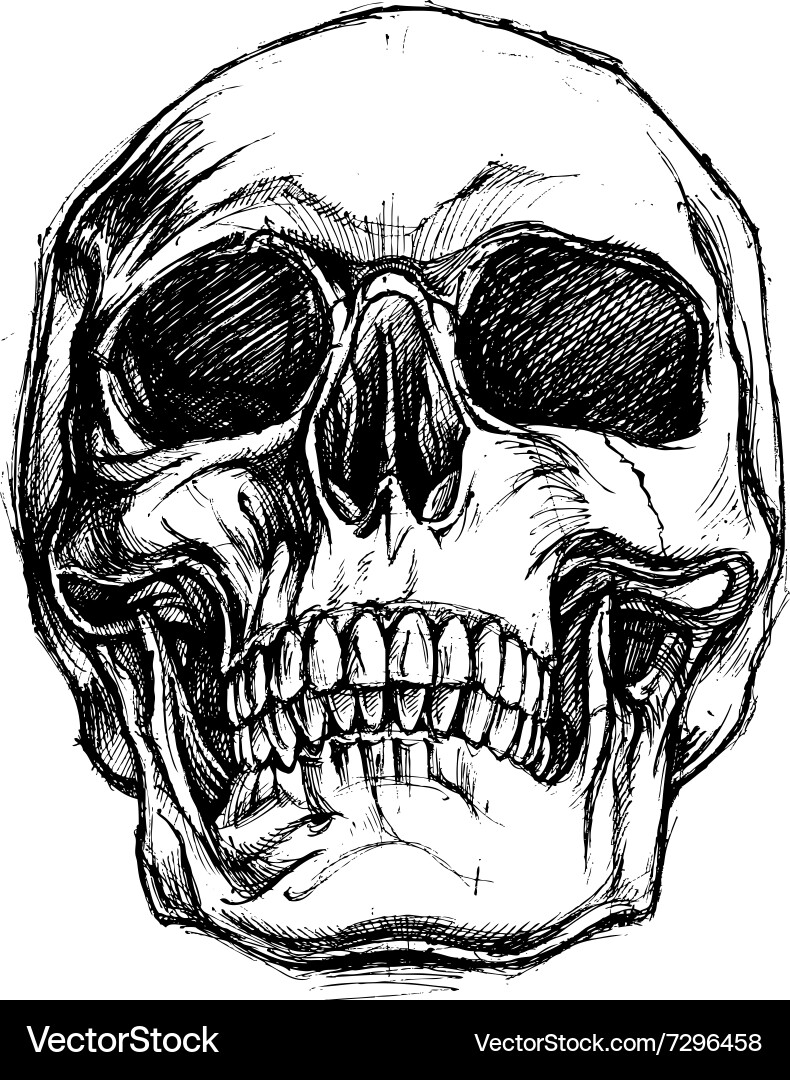 Skull drawing line work Royalty Free Vector Image
