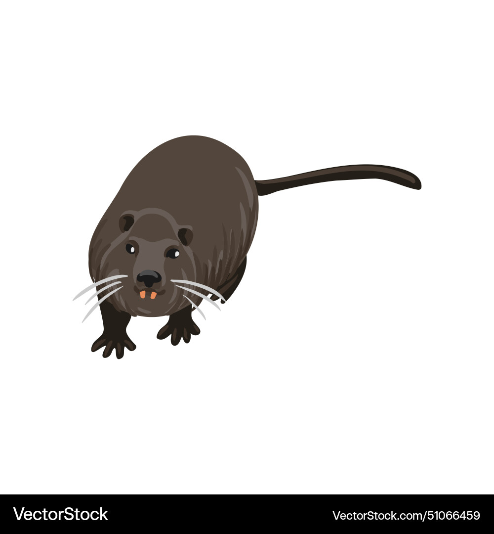 Drawing nutria coypu Royalty Free Vector Image