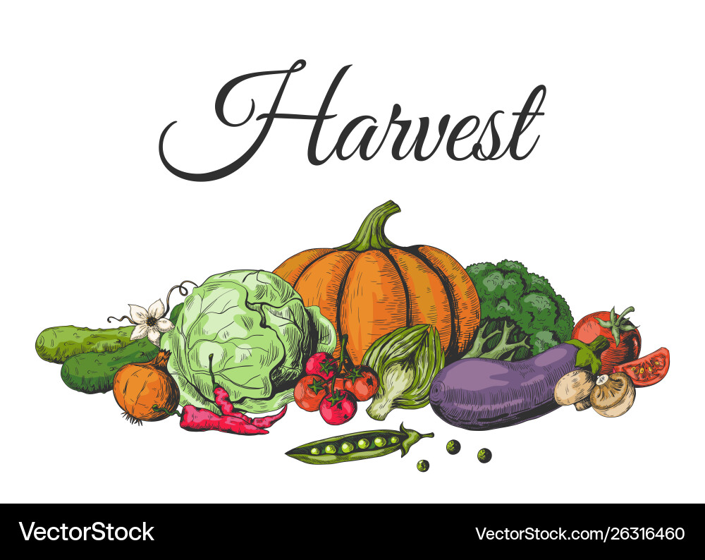 Colored drawn vegetables food sketch Royalty Free Vector