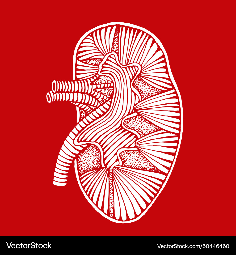Hand drawn human kidney drawing reverse engraved Vector Image
