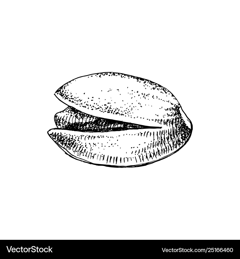Hand drawn pistachio nut in a shell Royalty Free Vector