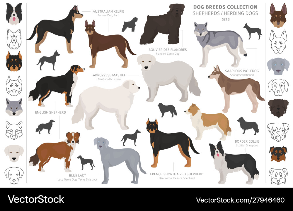 Herding Dog Breed Chart 40 Best Medium Sized Dog Breeds For Families