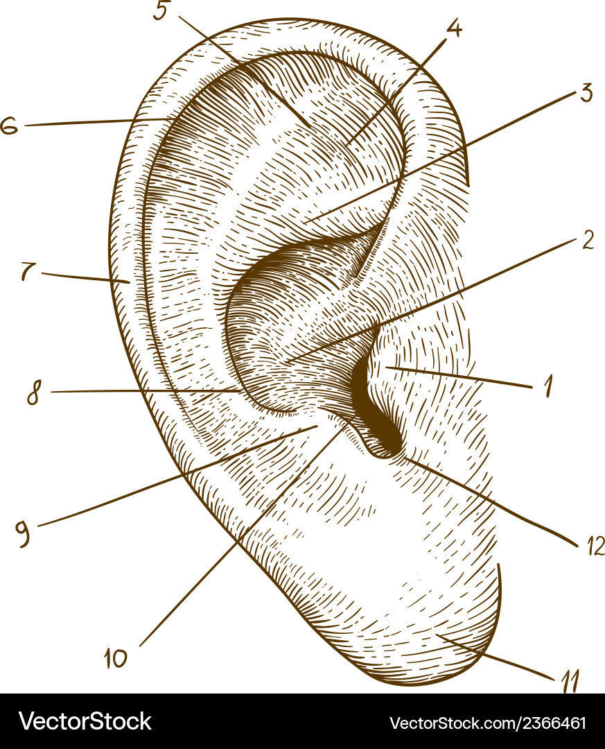 Engraving ear Royalty Free Vector Image - VectorStock