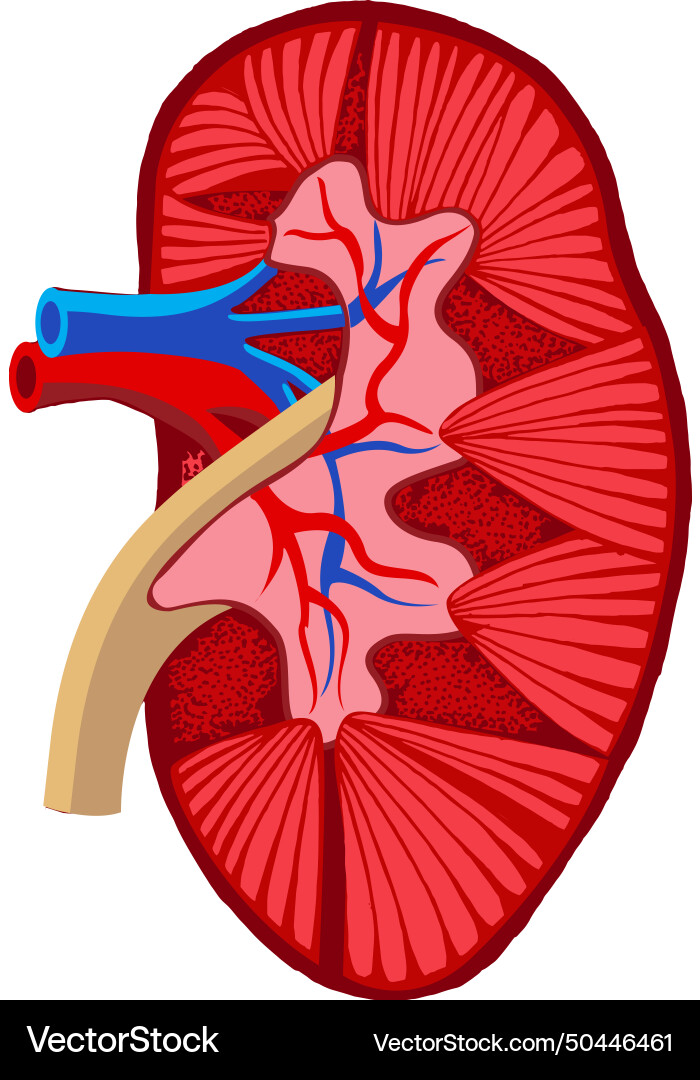 Human kidney Royalty Free Vector Image - VectorStock