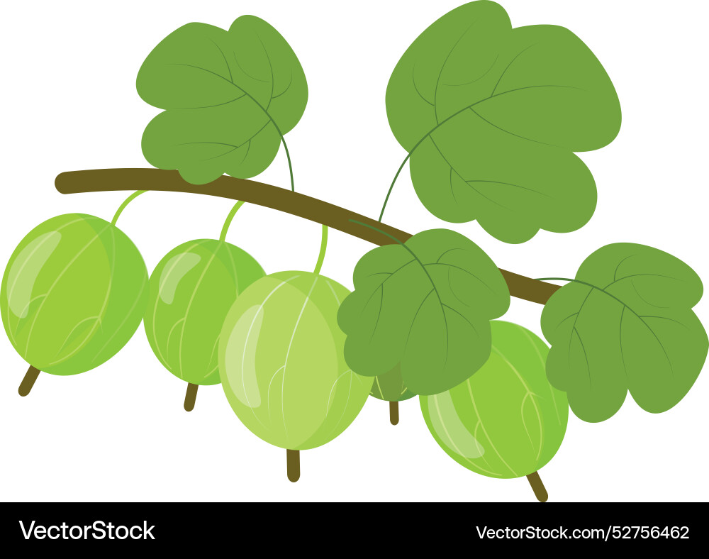 A ripe gooseberry isolated Royalty Free Vector Image