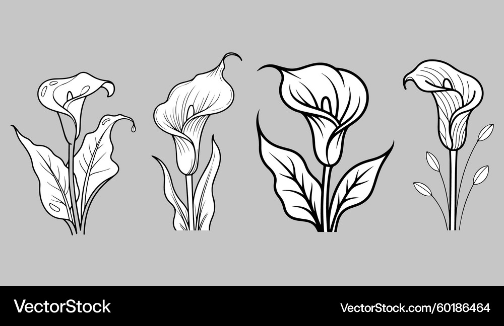 calla lily vector