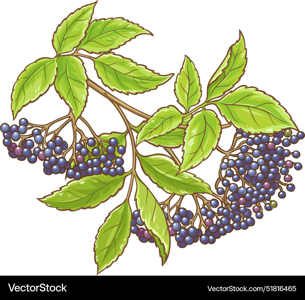 Elderberry branch colored detailed Royalty Free Vector Image