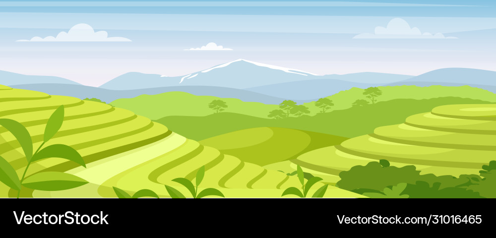 Green Tea Terraced Farm – Royalty-Free Vector | VectorStock