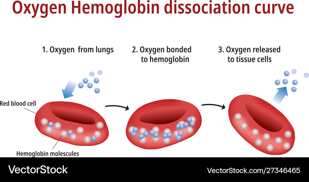 Oxygen hemoglobin dissociation curve Royalty Free Vector