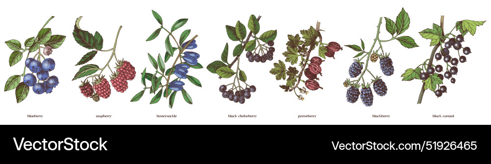 Set of hand drawn berry branches Royalty Free Vector Image