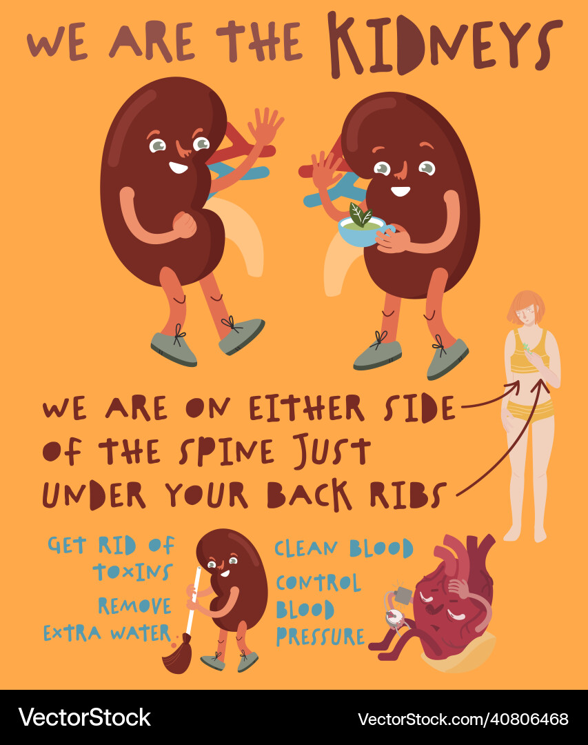 Kidney vertical poster for awareness checking Vector Image