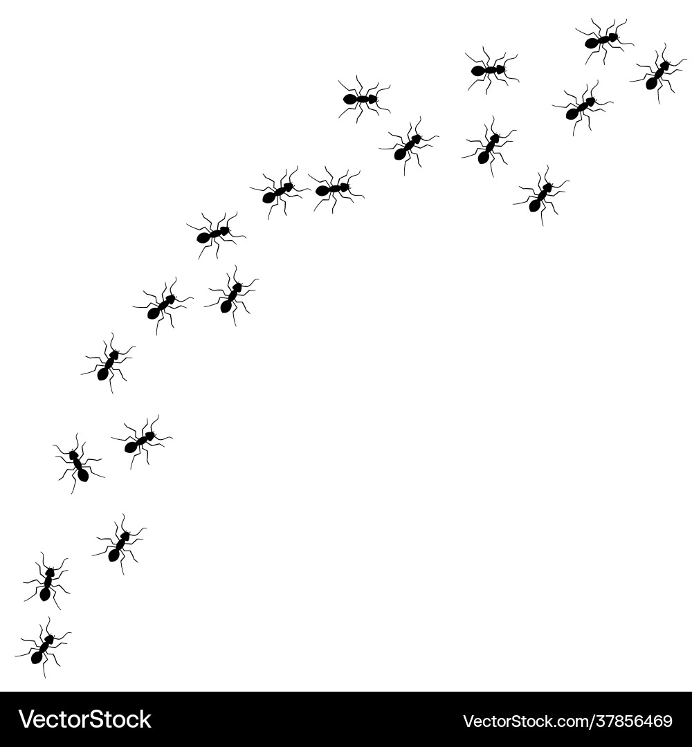 Ant Trail Vector Images (over 400)