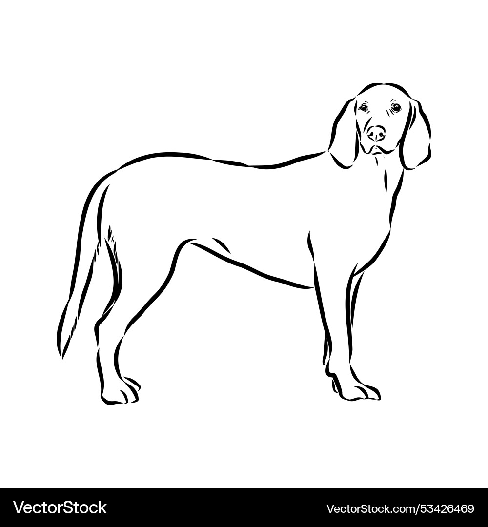 Dunker dog sketch portrait isolated on white Vector Image