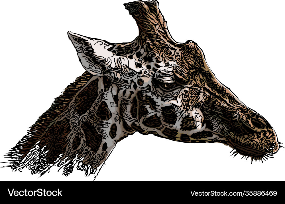 Giraffe head Royalty Free Vector Image - VectorStock