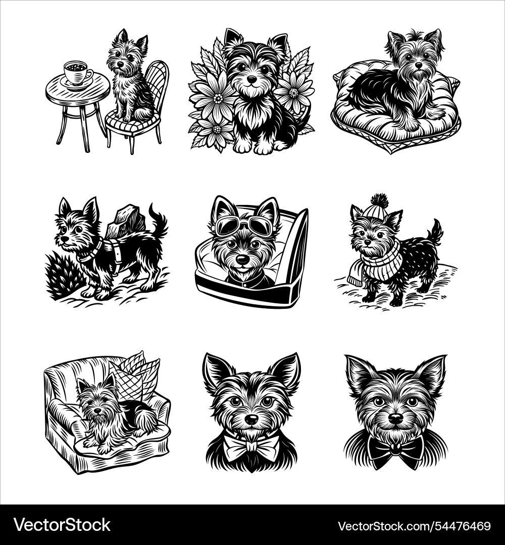 Yorkshire terrier Royalty Free Vector Image - VectorStock