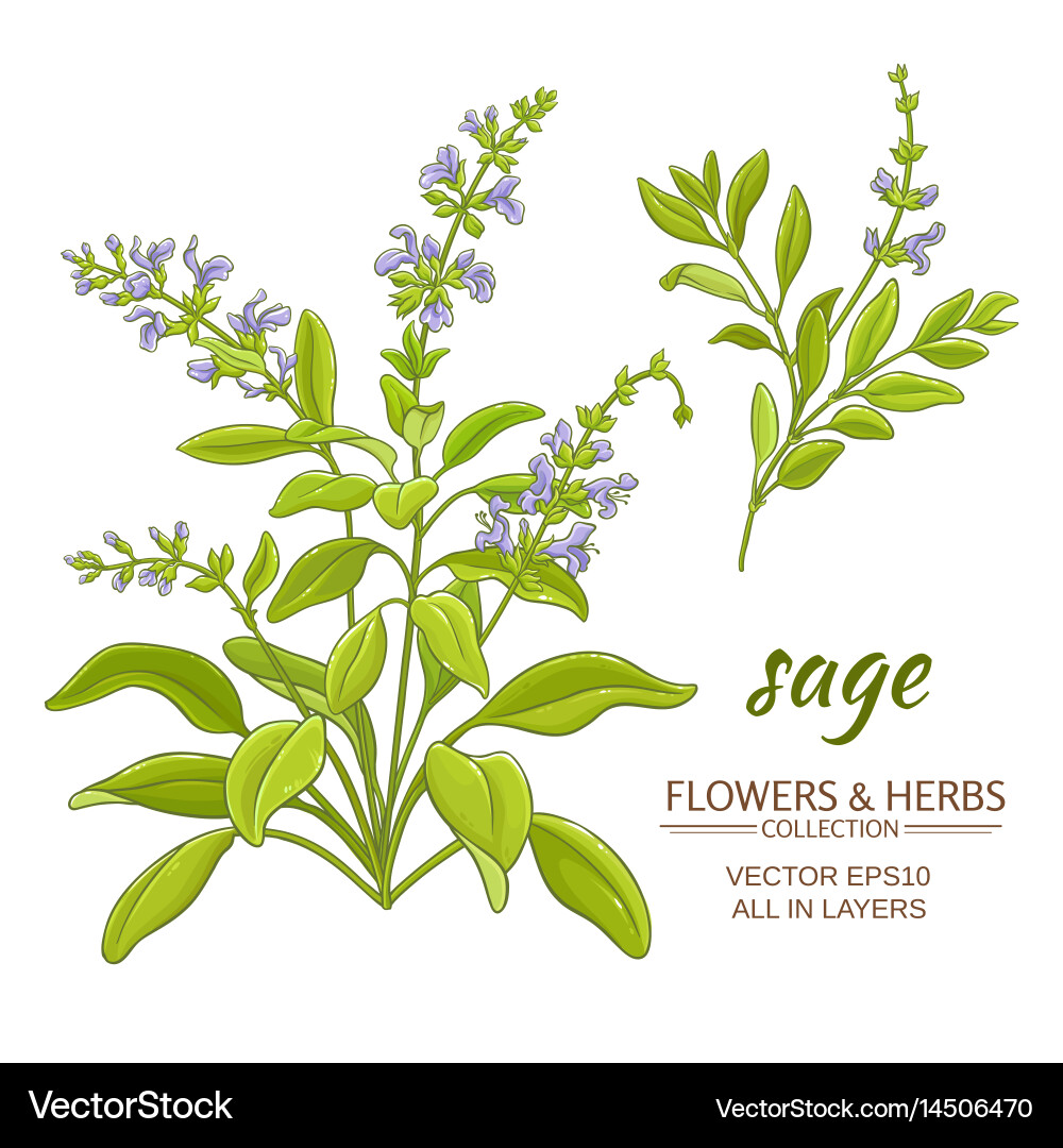Sage Royalty Free Vector Image - VectorStock