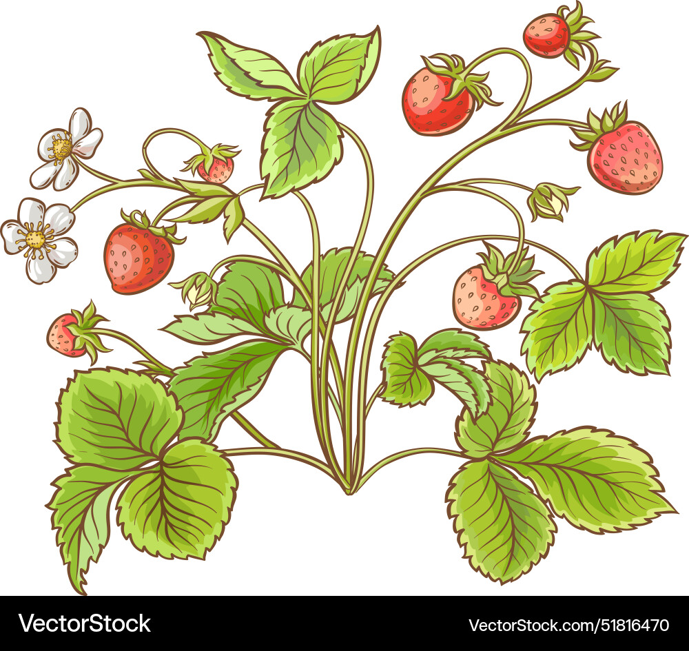 Strawberry plant colored detailed Royalty Free Vector Image