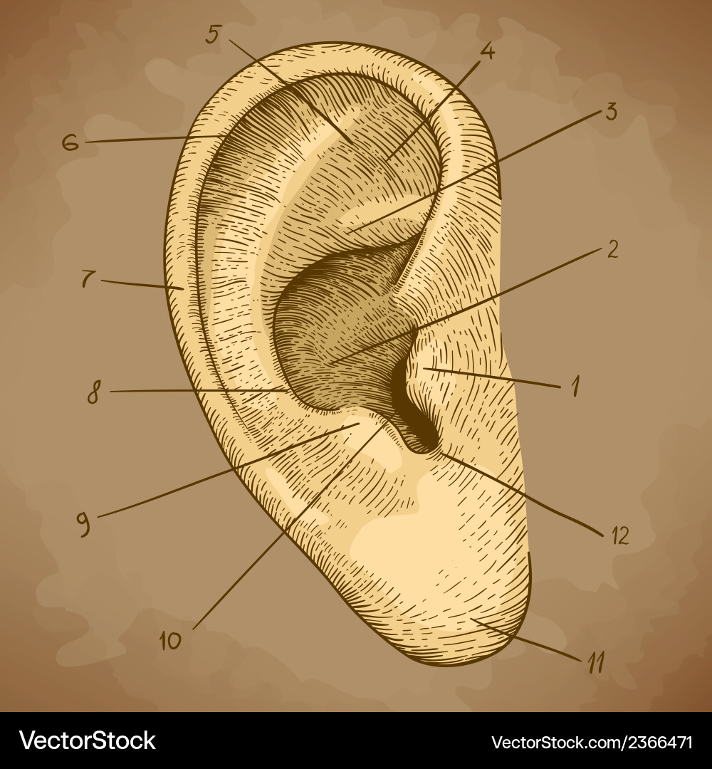 Engraving ear retro Royalty Free Vector Image - VectorStock